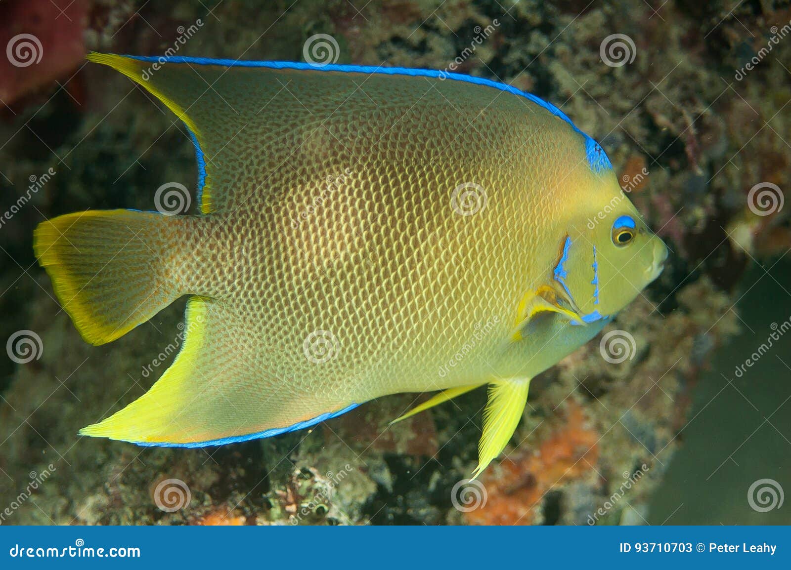 Image of a Blue Angelfish on a Reef. Stock Image - Image of fish ...