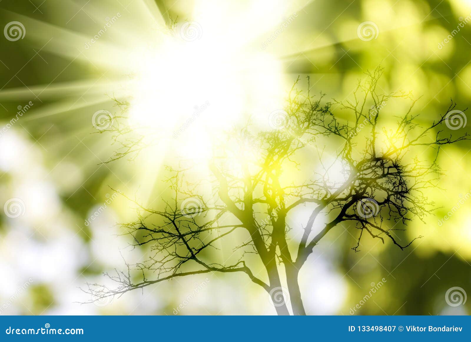 Image of Blurred Tree on Abstract Natural Background Closeup Stock ...