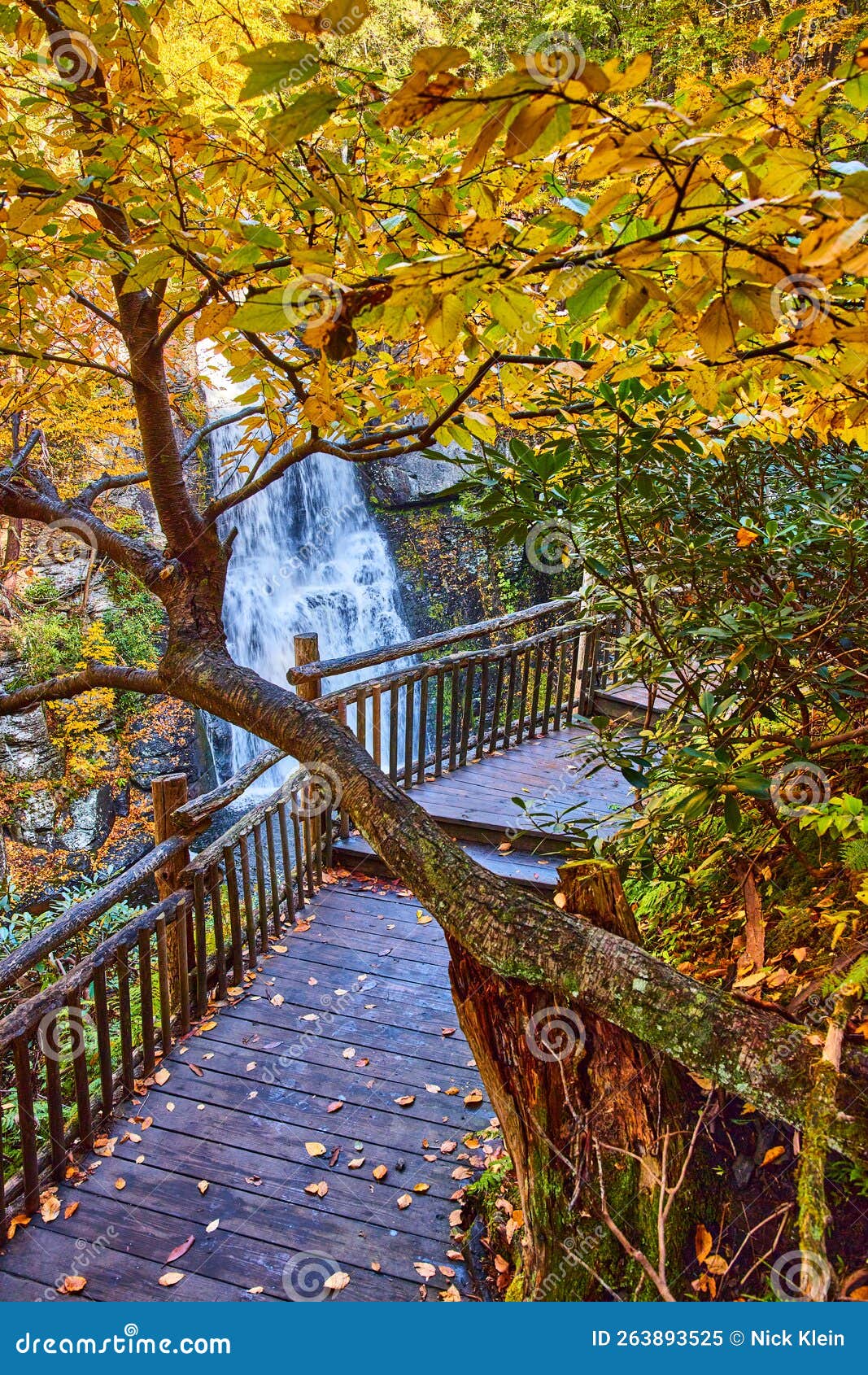 Boardwalk with Fall Leaves and Tree Hanging Over Path with Waterfall in ...