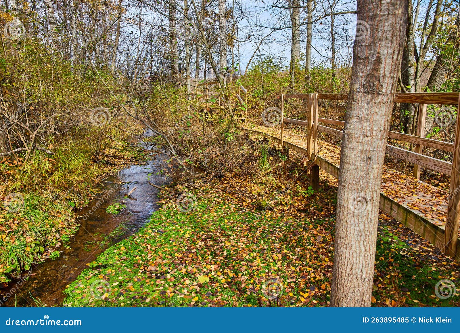 Boardwalk Going through Forest with Small Creek and Fall Leaves ...