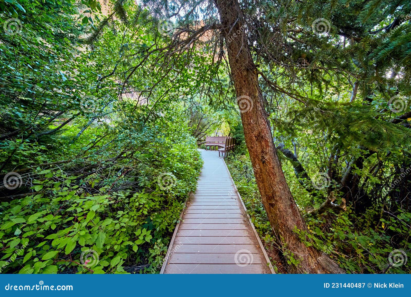 Boardwalk Trail with Benches through Dense Forest and Overgrowth Stock ...