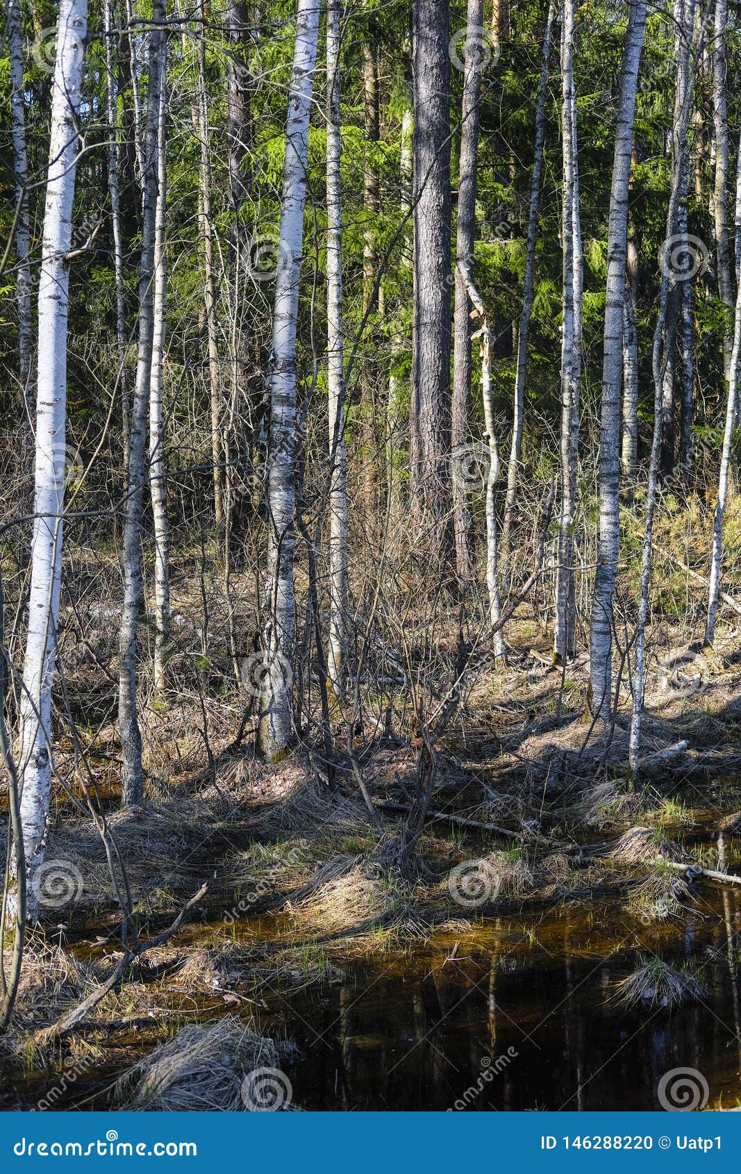 Image of a bog stock photo. Image of tranquil, holding - 146288220