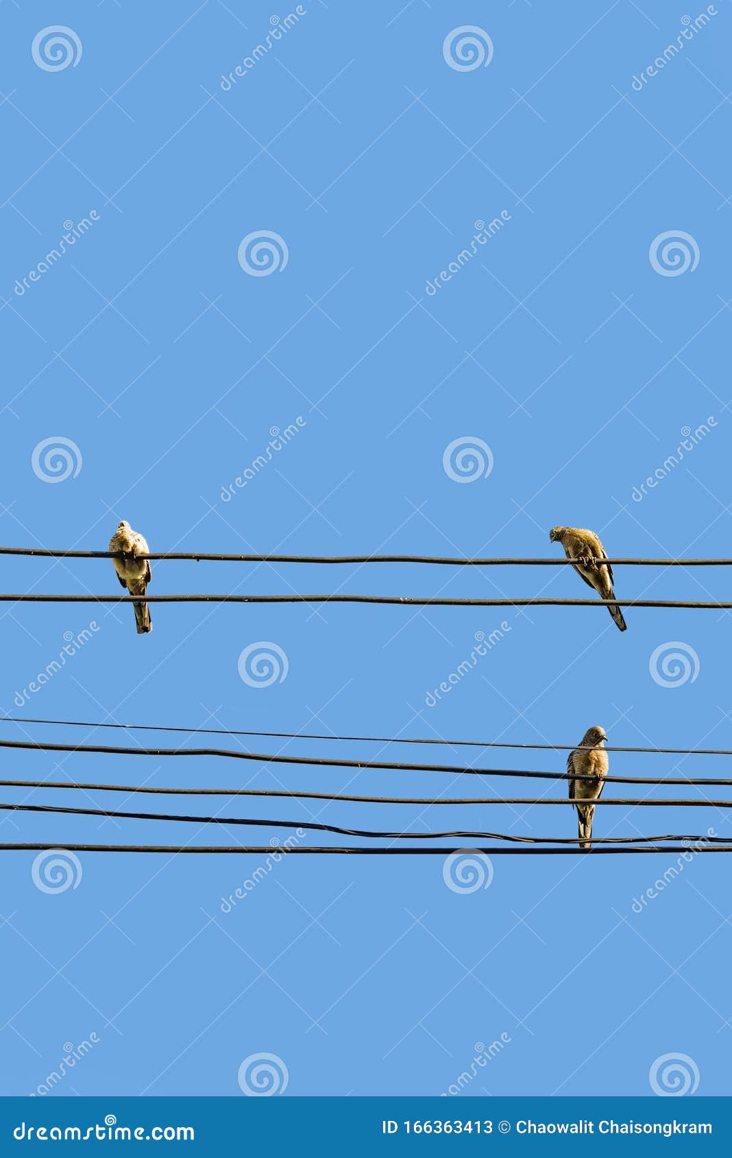 An Image from the Bottom of Three Doves Hanging on Multiple Wires ...