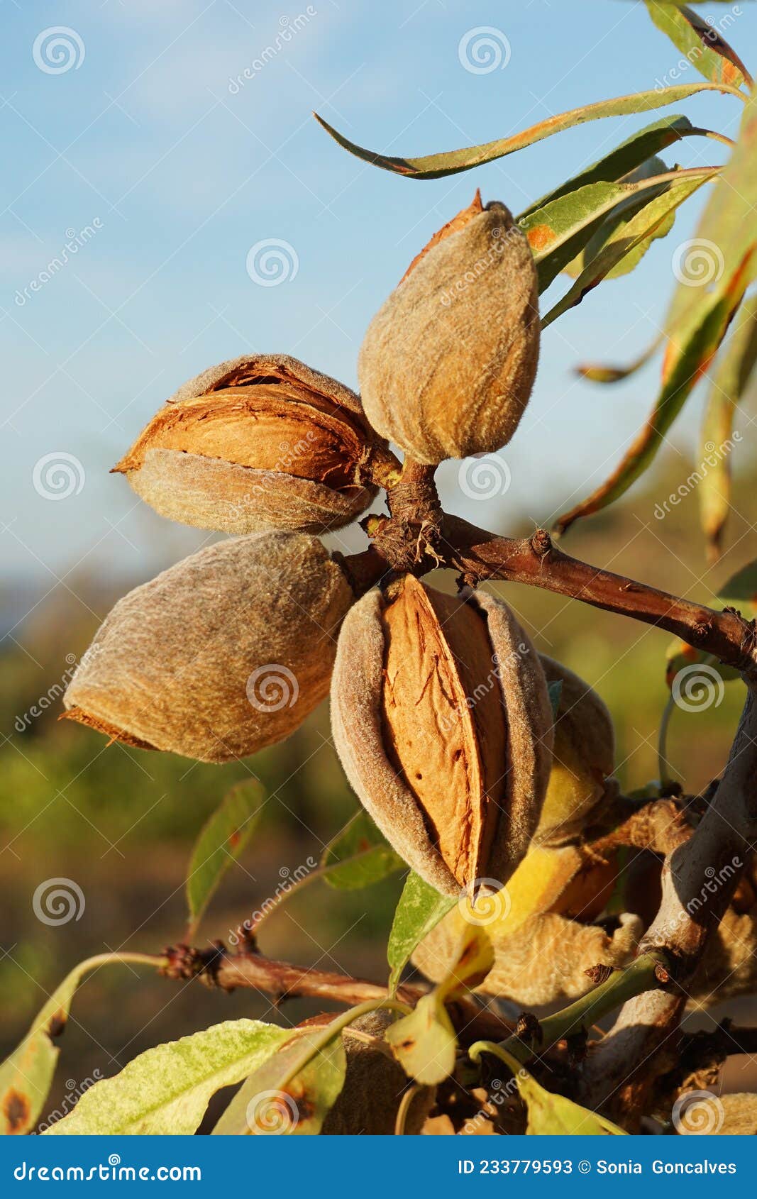 Almonds on the branch stock image. Image of beautiful - 233779593