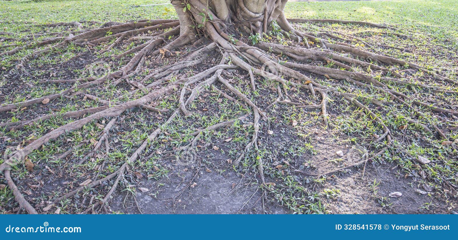 An Image of a Branch of a Large Tree Root on the Ground Stock Photo ...