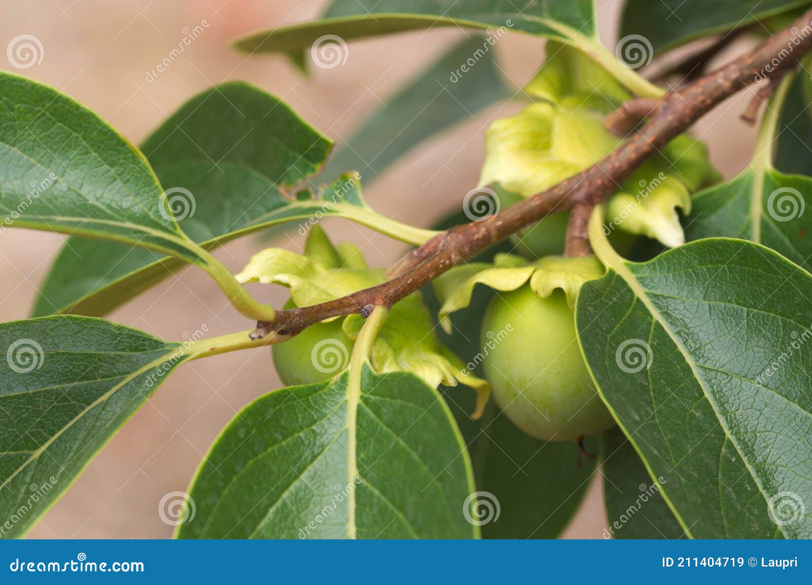 Closeup of Some Branches of a Persimmon Tree with Green Fruit Stock ...