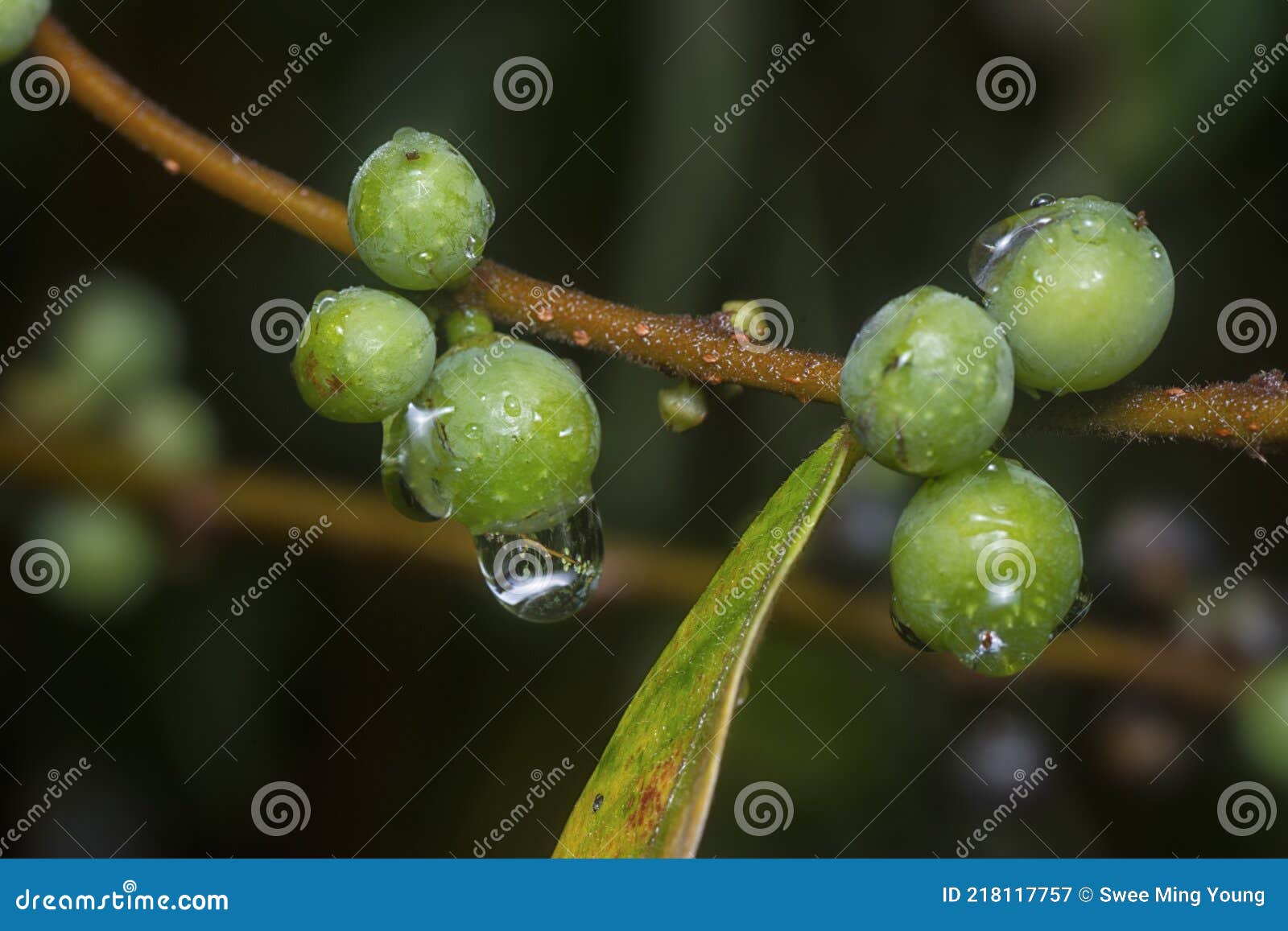 Branch of Tiny Cluster of Sprouting Ficus Microcarpa Fruits. Stock ...