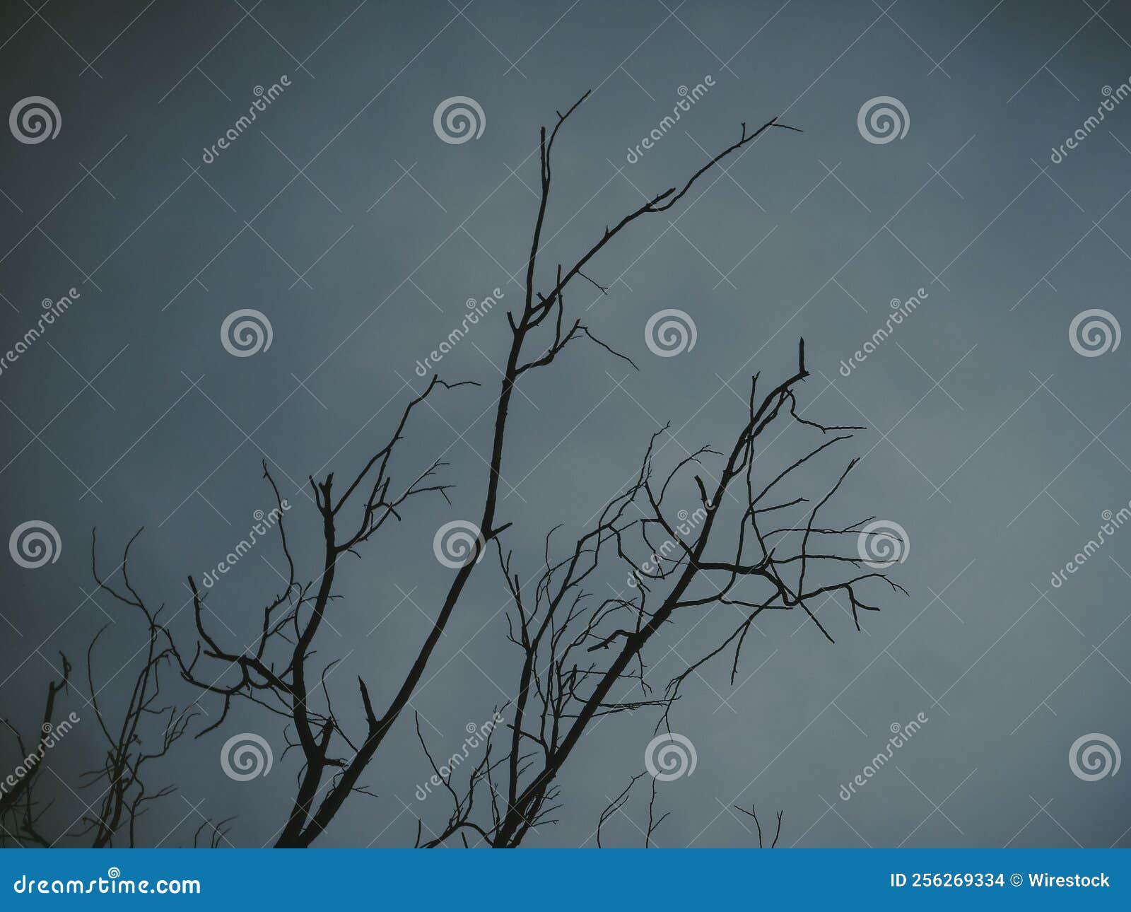 An Image of Branches of a Tree without Any Leaves Stock Photo - Image ...