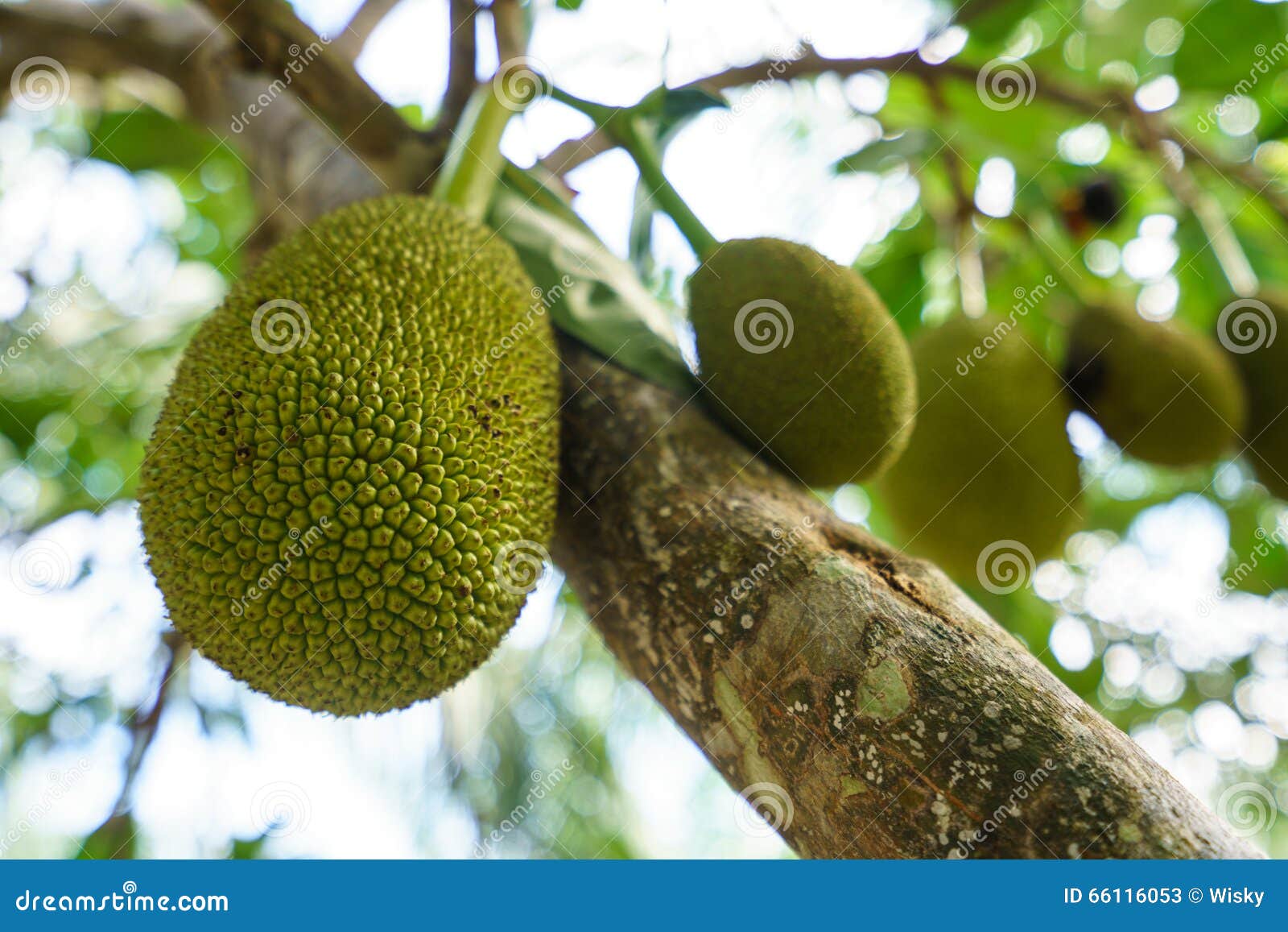 Image of Breadfruit on Tree. Phuket, Thailand Stock Image - Image of ...