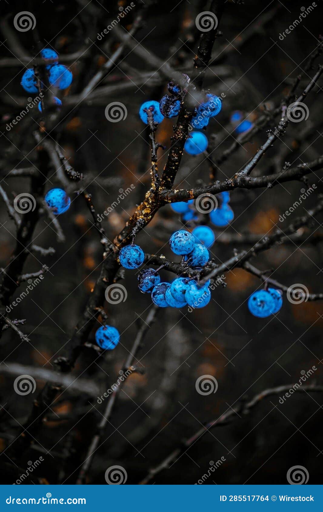 Image of Bright Blueberries on a Bush Against a Soft, Blurred Backdrop ...
