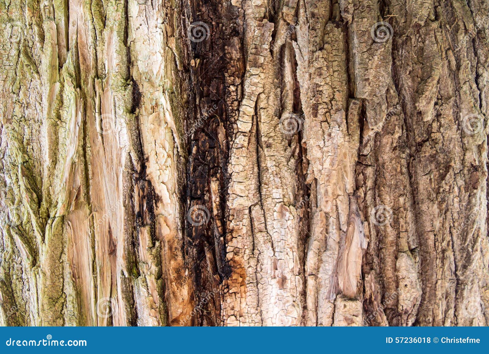 Image Bright Colour Bark of a Tree Stock Photo - Image of wallpaper ...