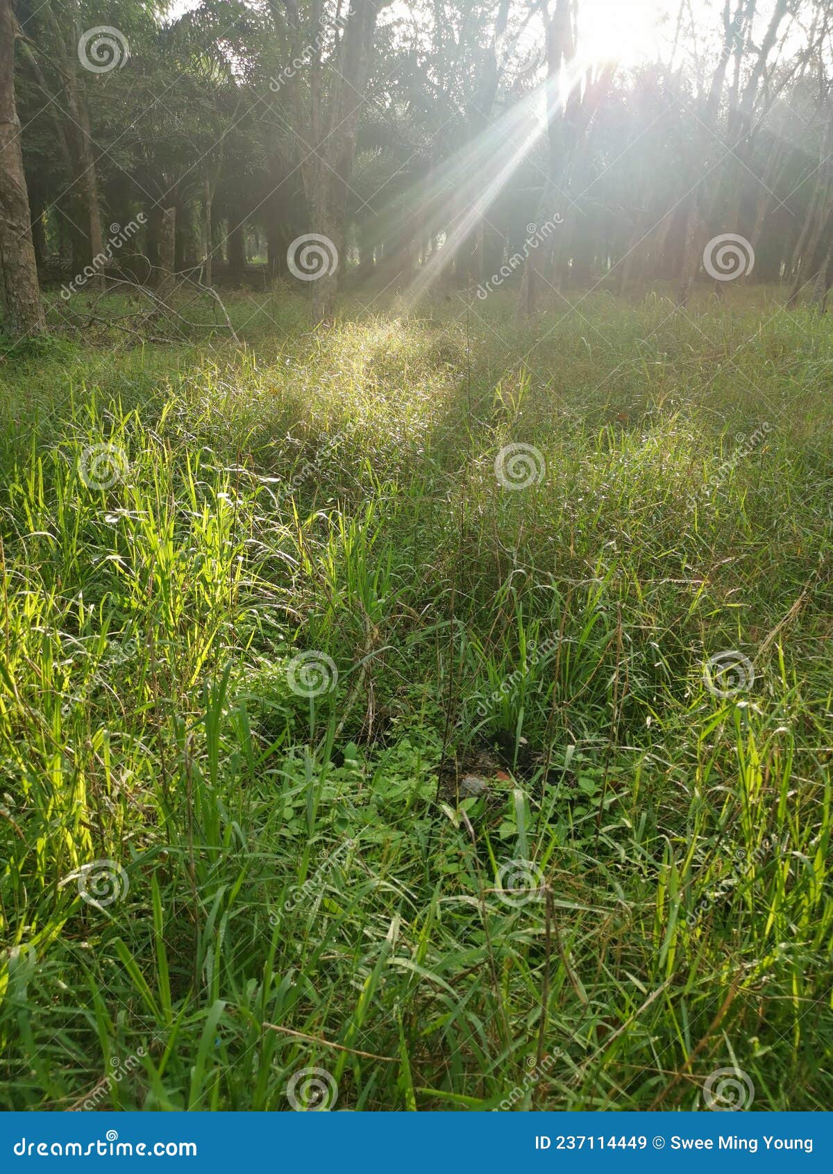 Bright Sunbeam at the Rubber Tree Farm Stock Image - Image of beam ...