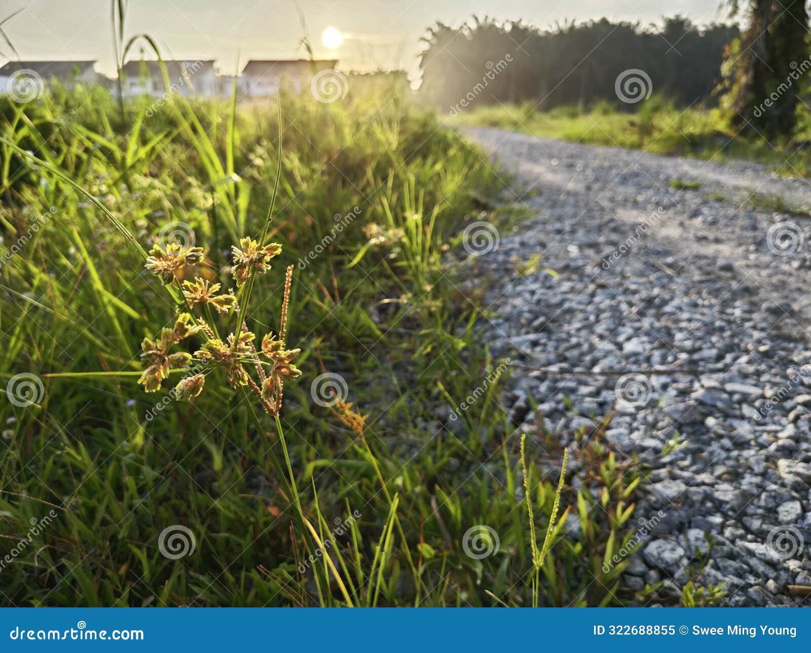 Bright Sunlight Beaming Towards the Rural Roadside Overgrowth Bushes ...