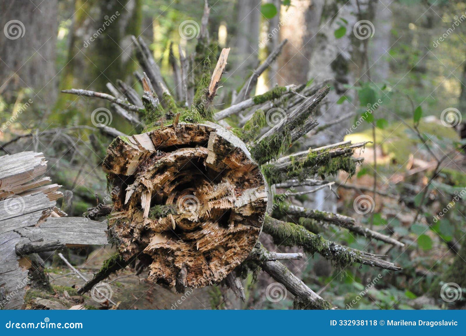 An Image of a Broken Branch of a Tree in the Forest. Broken Tree Trunk ...