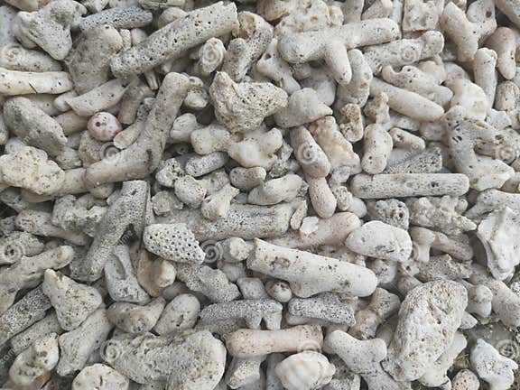 Broken Pieces of Coral Skeleton and Shell. Stock Image - Image of ...