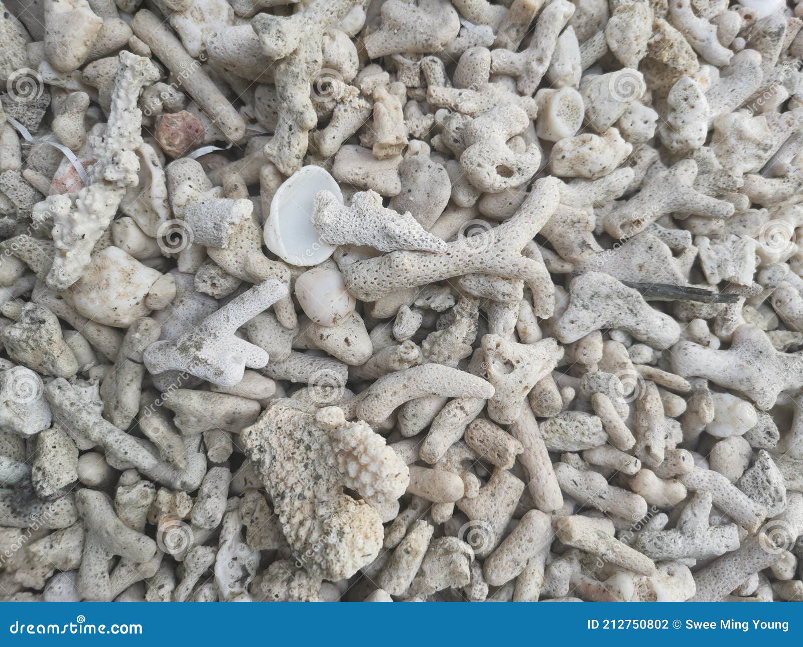 Broken Pieces of Coral Skeleton and Shell. Stock Photo - Image of life ...