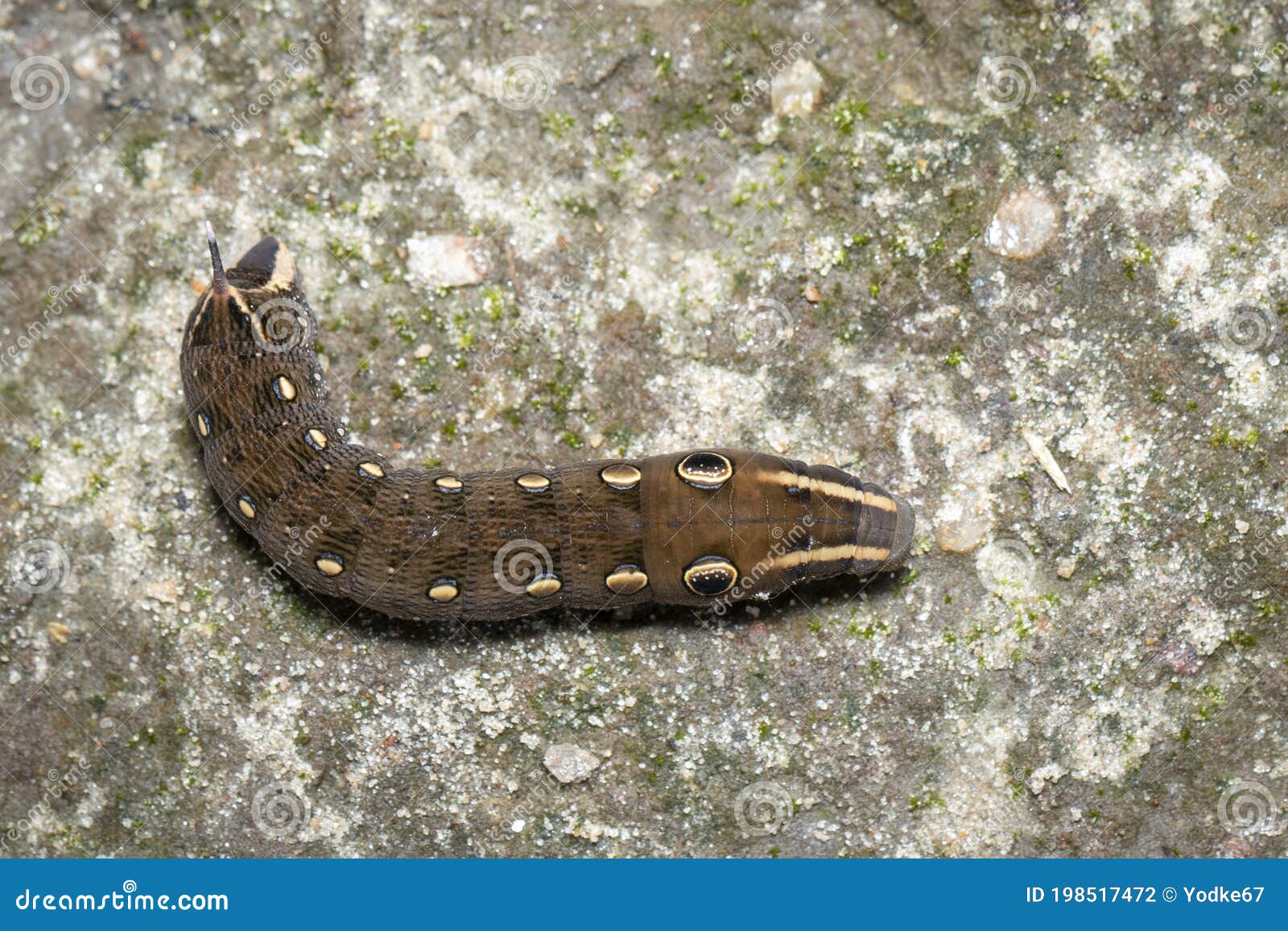Image of Brown Caterpillar on the Floor. Insect. Brown Worm Stock Photo ...