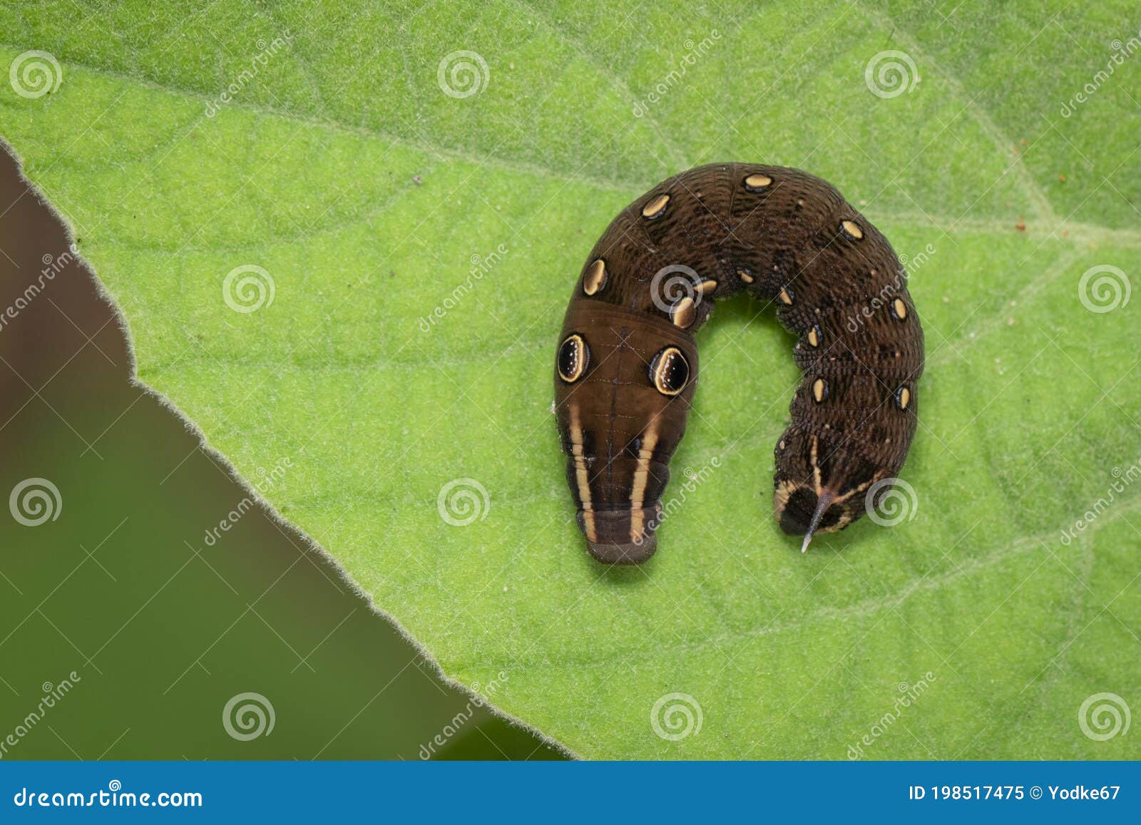 Image of Brown Caterpillar on Green Leaf. Brown Worm. Insect Stock ...