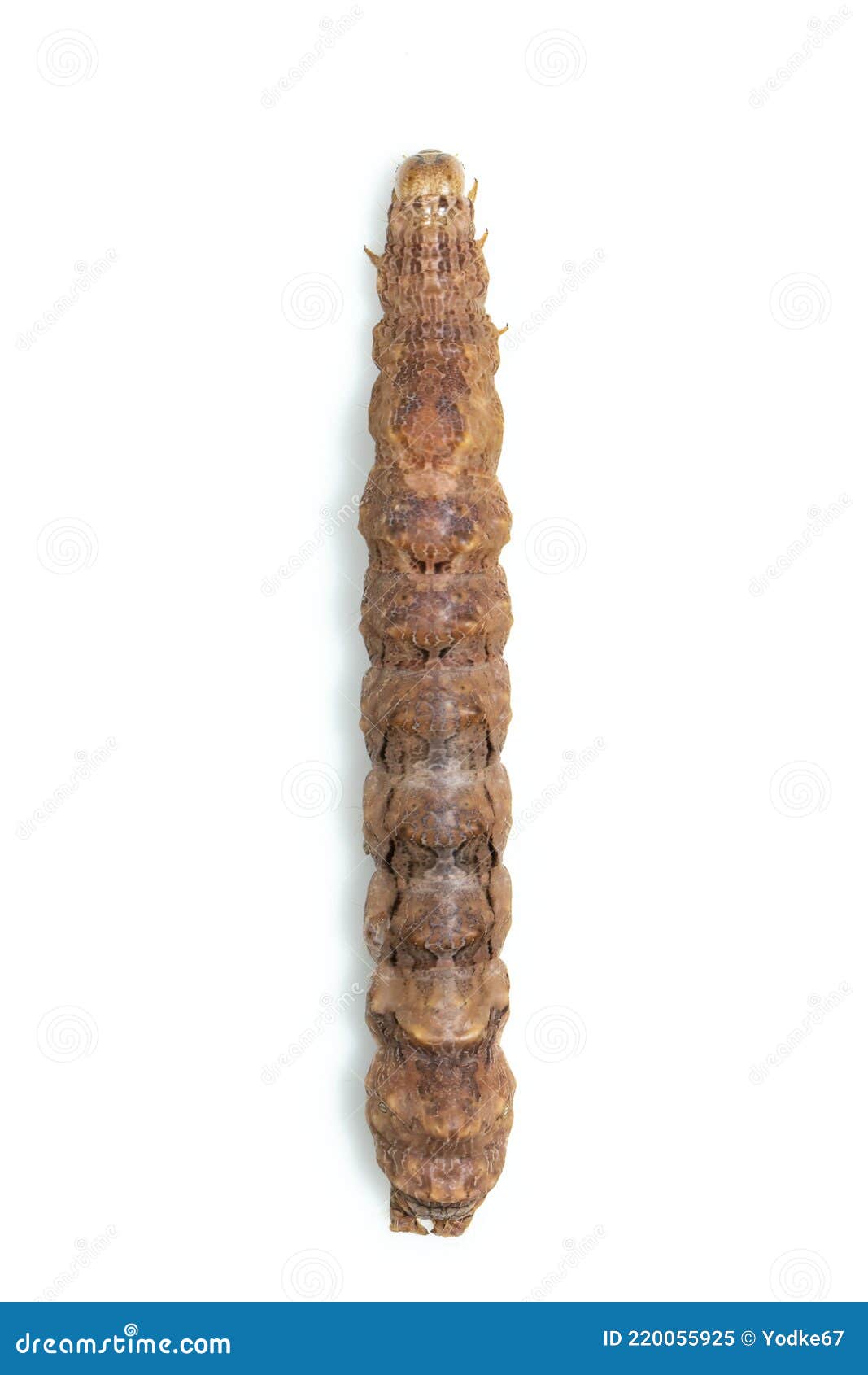 Image of Brown Caterpillars Isolated on White Background. Animal ...