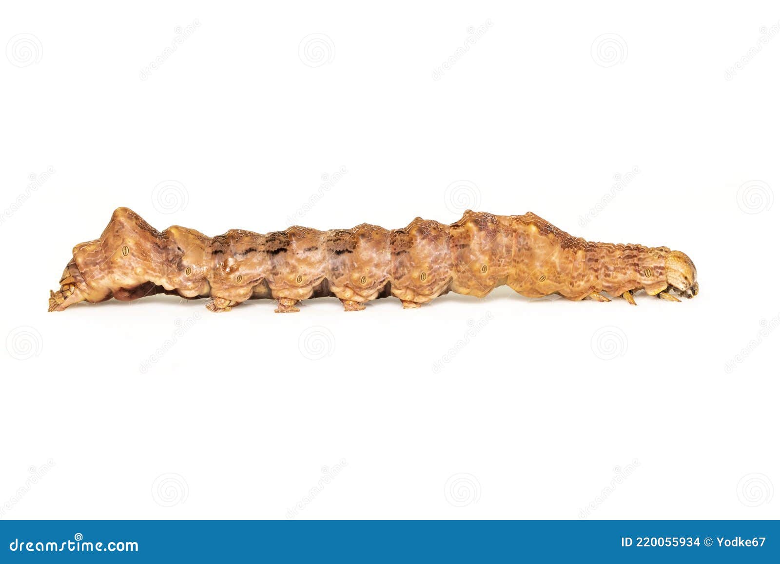 Image Of Caterpillars Of Common Mime Isolated On White Background ...