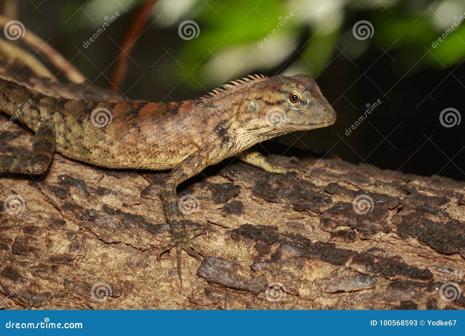 Image of Brown Chameleon on Tree. Reptile Stock Image - Image of ...