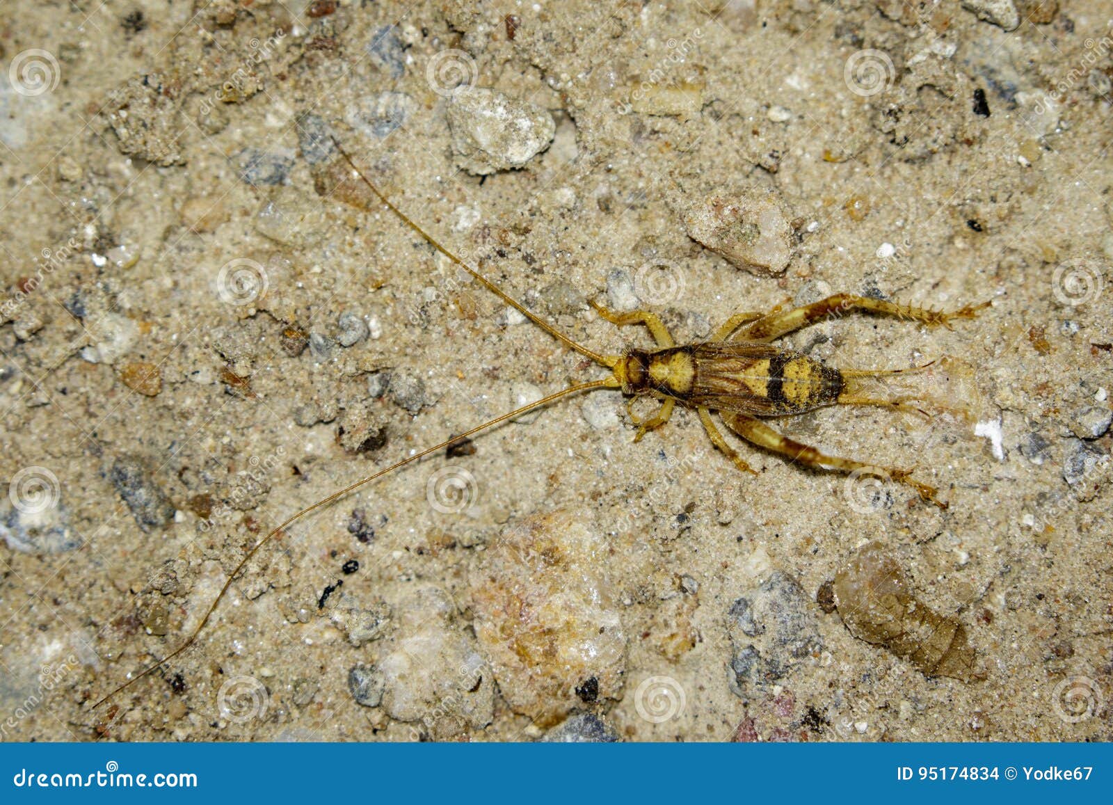 Image of a Brown Cricket on the Ground. Insect Stock Photo - Image of ...