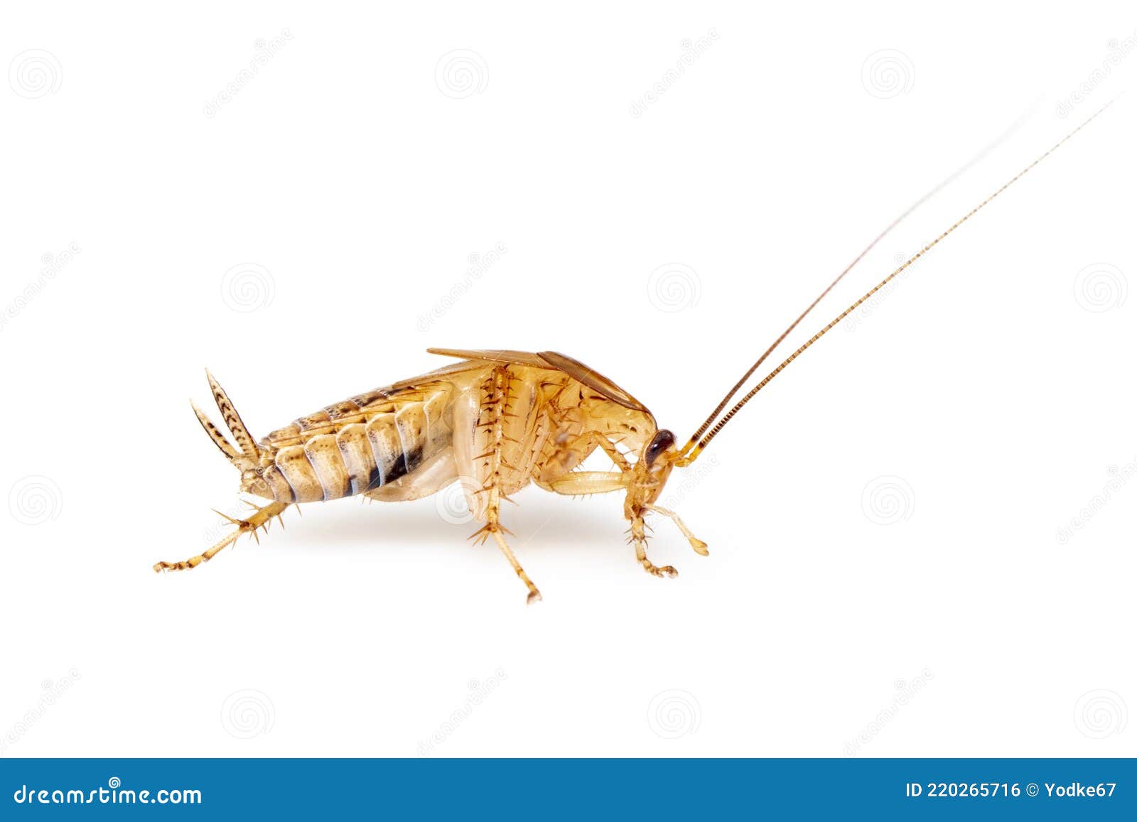 Image of Brown Forest Cockroach on White Background. from Side View ...