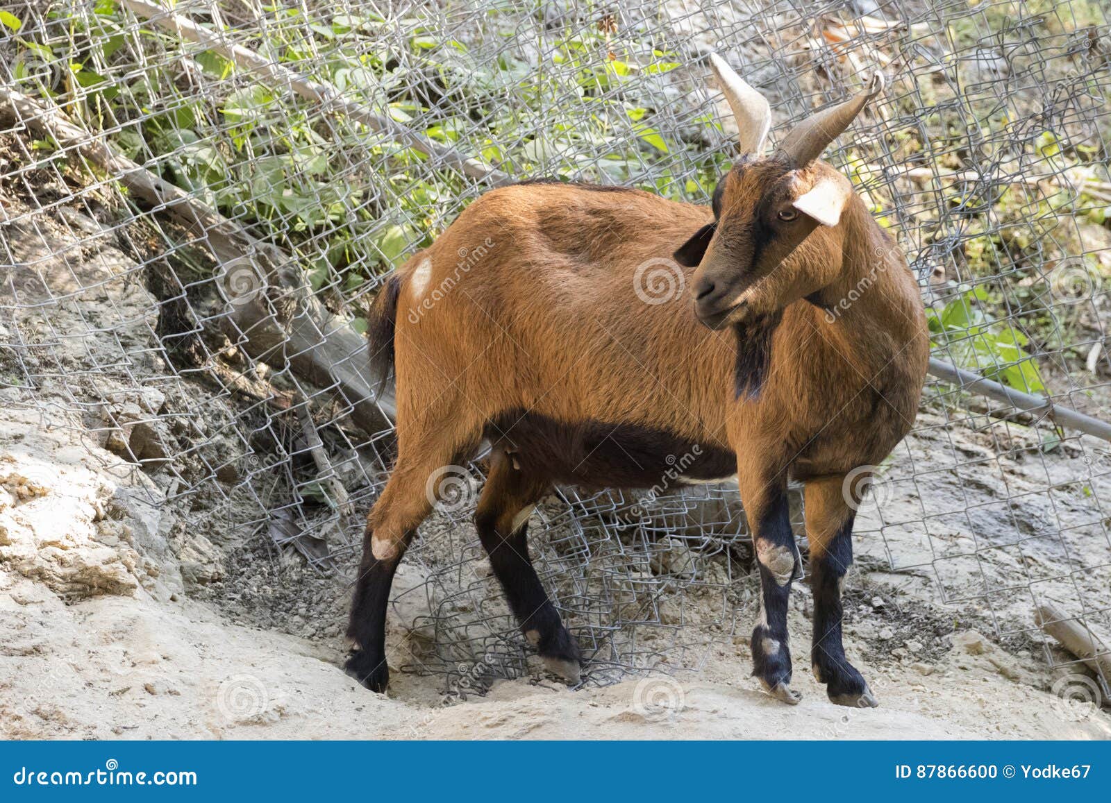 Image of a Brown Goat on Nature Background. Stock Photo - Image of goat ...