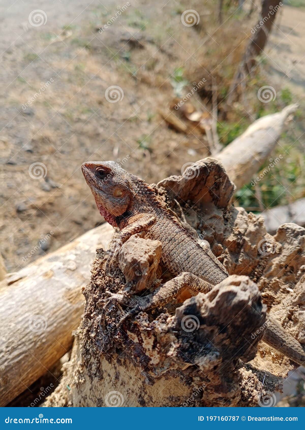 Image of Brown Indian Chameleon Sitting on Trunk Stock Image - Image of ...