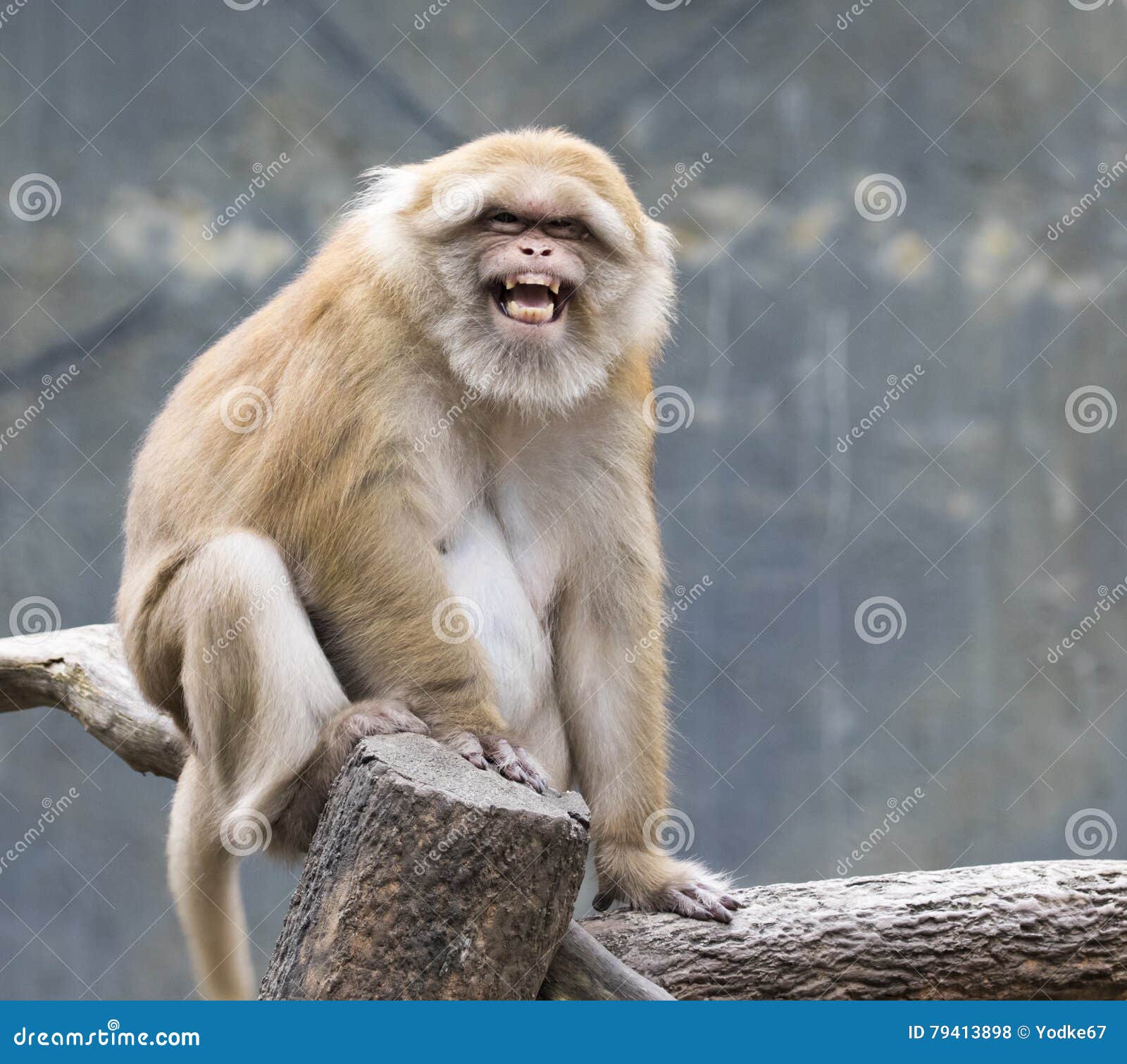 Image of a Brown Rhesus Monkeys. Stock Photo - Image of furry ...