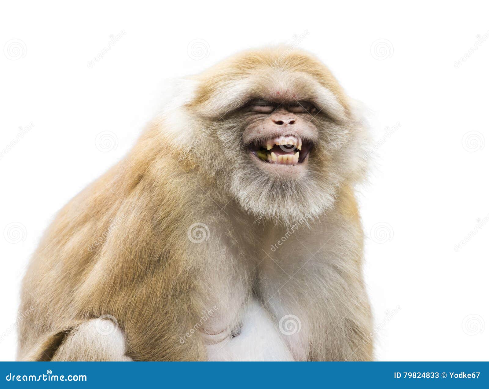 Image of a Brown Rhesus Monkeys. Stock Image - Image of primate, brown ...