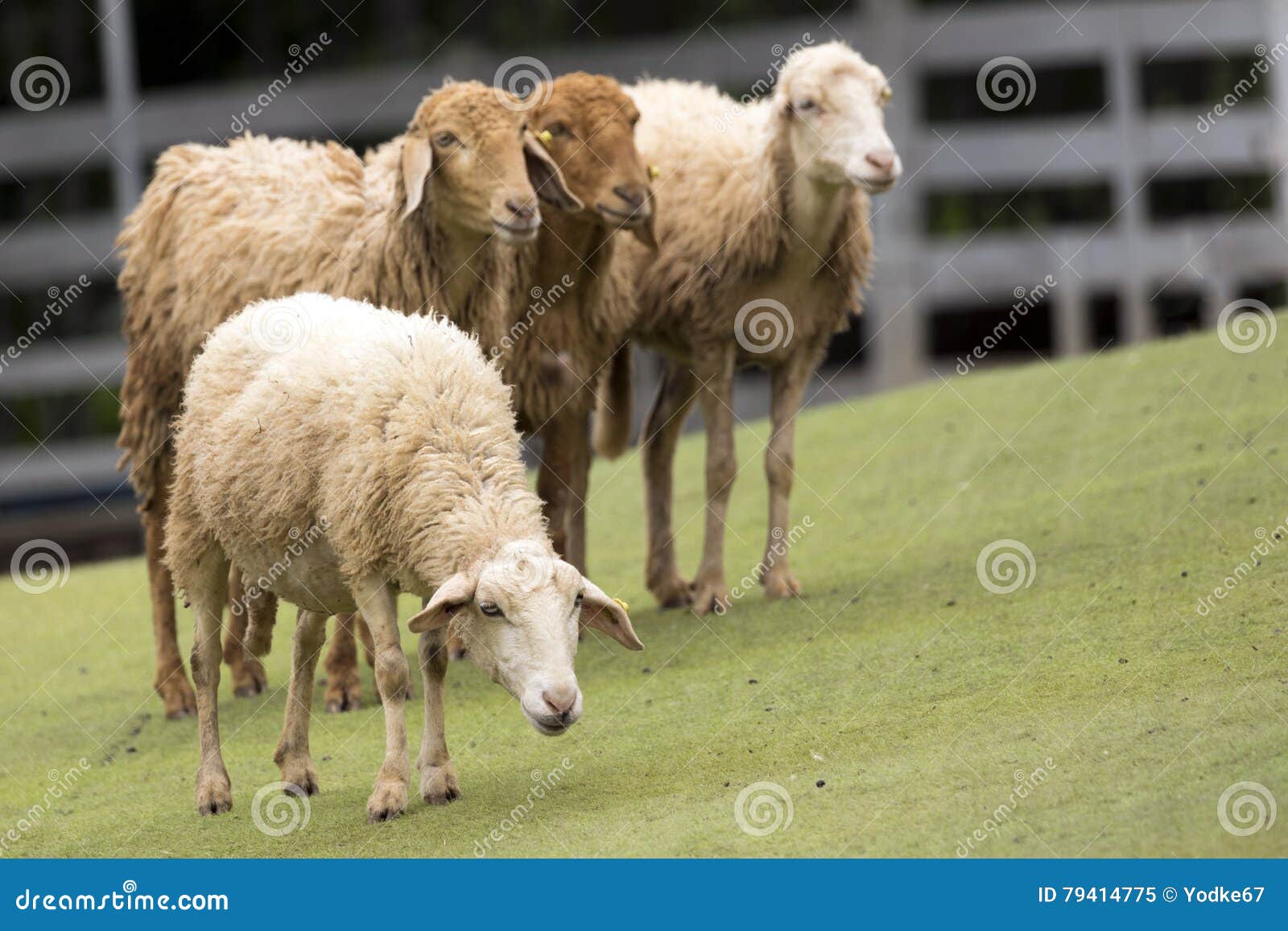 Image of a Brown Sheep in Farm. Stock Image - Image of mutton ...
