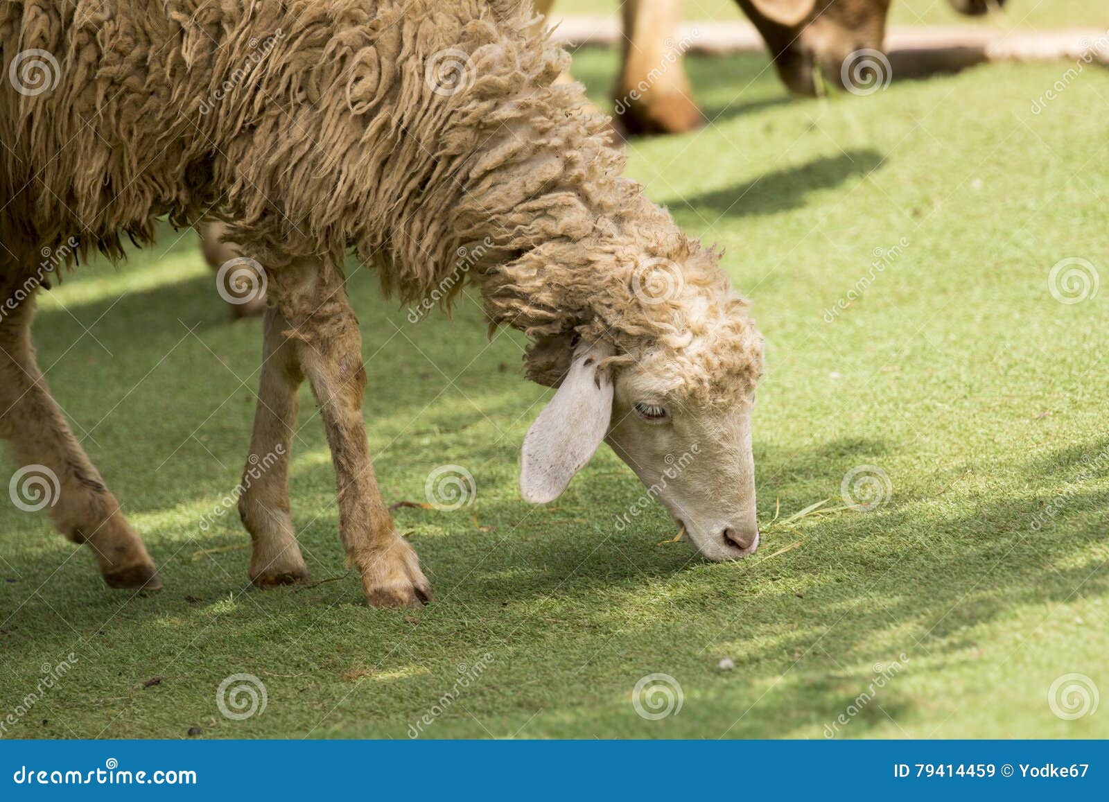 Image of a Brown Sheep Munching Grass. Stock Image - Image of livestock ...