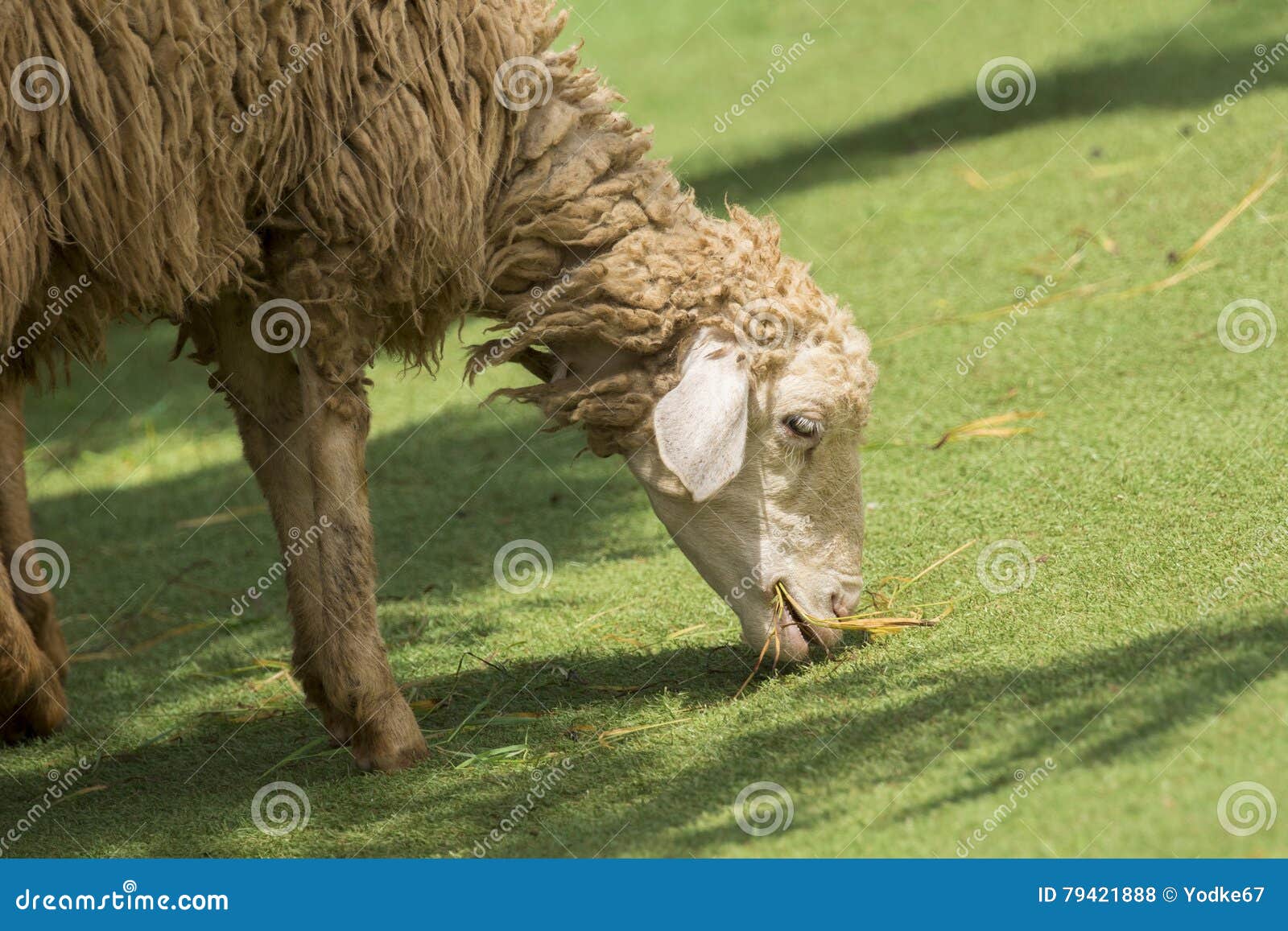 Image of a Brown Sheep Munching Grass. Stock Photo - Image of outdoor ...