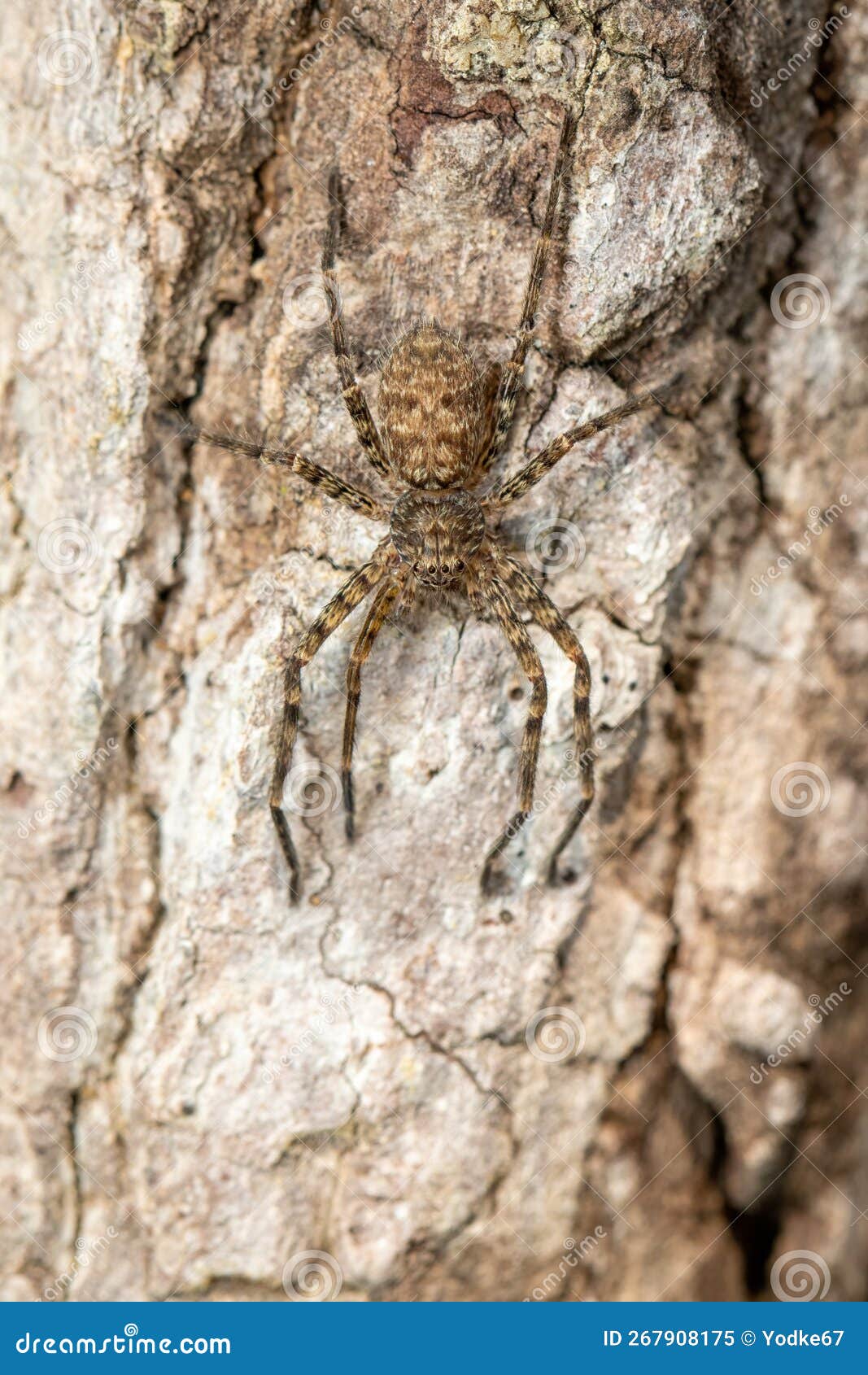 Image of a Brown Spider on a Tree. Insect Stock Image - Image of detail ...