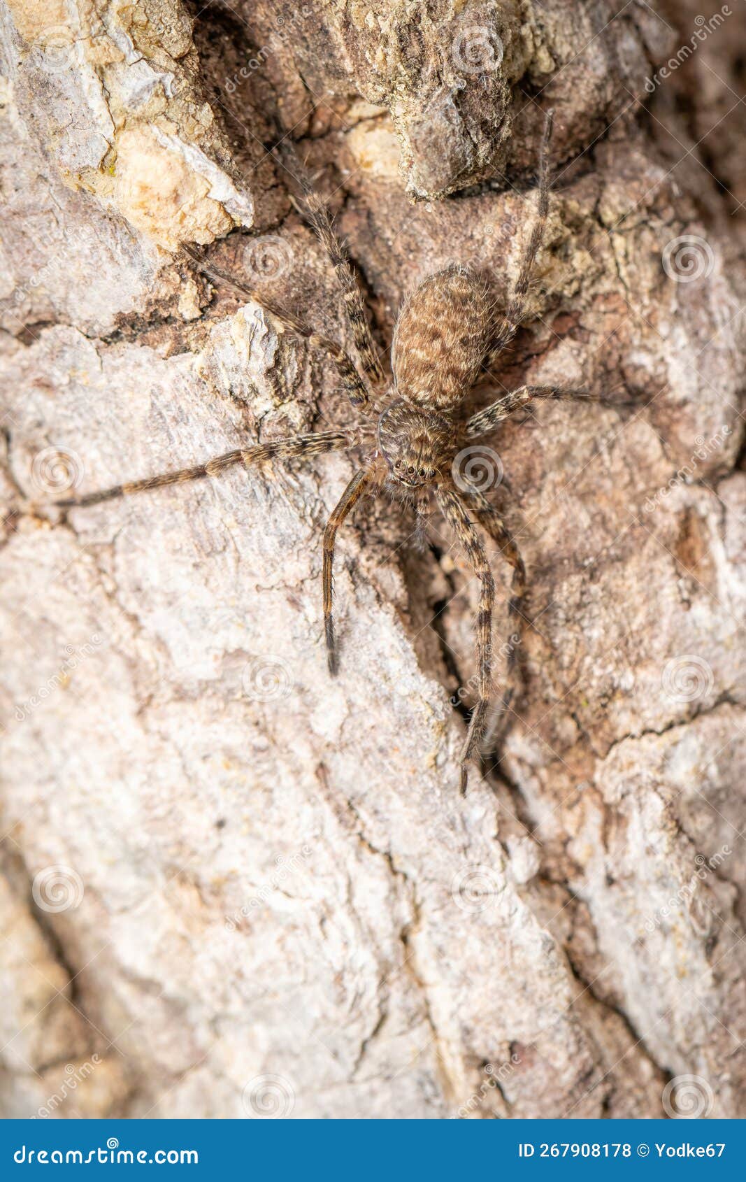 Image of a Brown Spider on a Tree. Insect Stock Photo - Image of wild ...