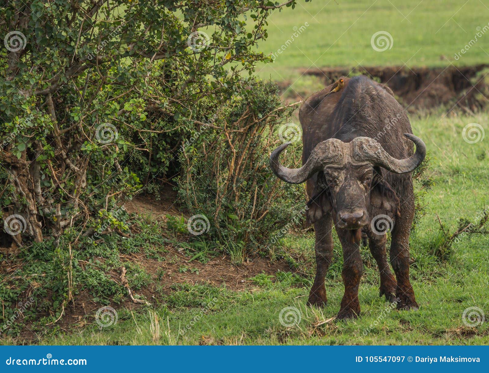 Buffalo from Big Five in Masai Mara in Kenya Stock Image - Image of ...