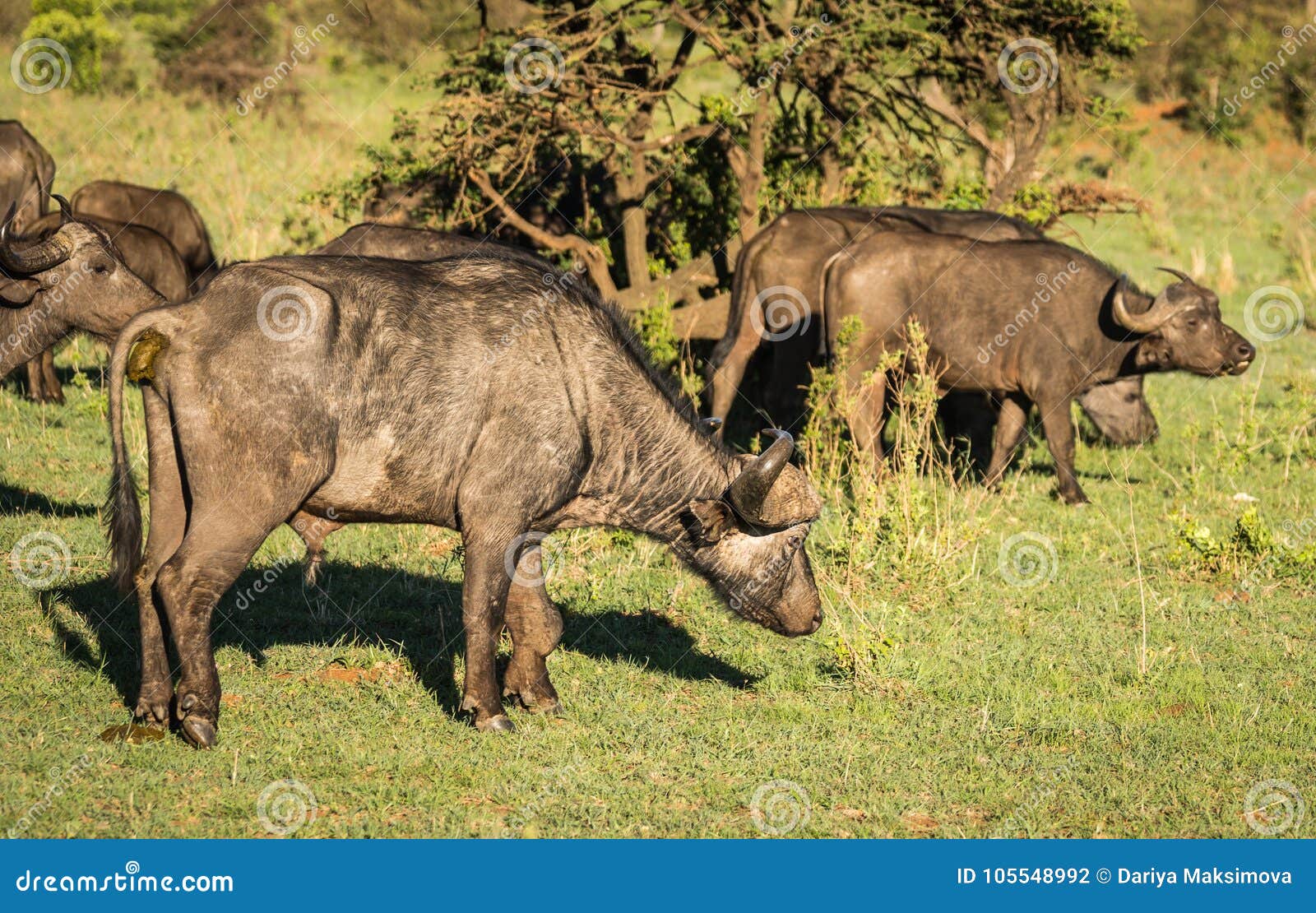 Buffalo from Big Five in Masai Mara in Kenya Stock Photo - Image of ...