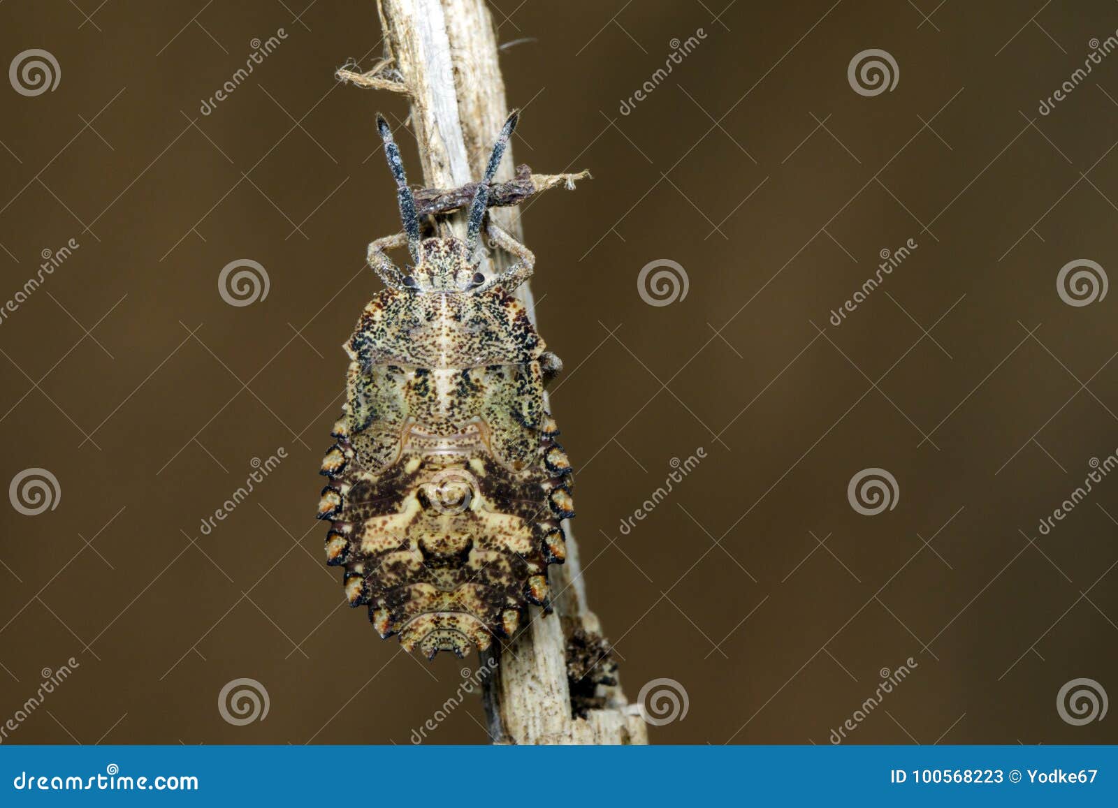 Image of Bug Hemiptera on Dry Branches. Insect Stock Image - Image of ...