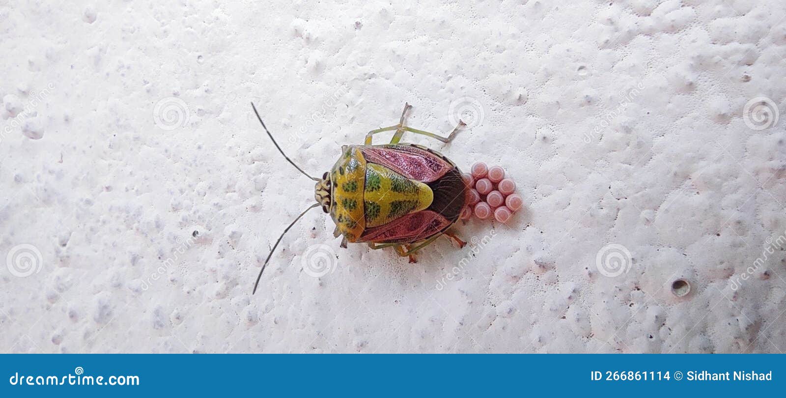 Image of bug laying egg stock photo. Image of arthropod - 266861114