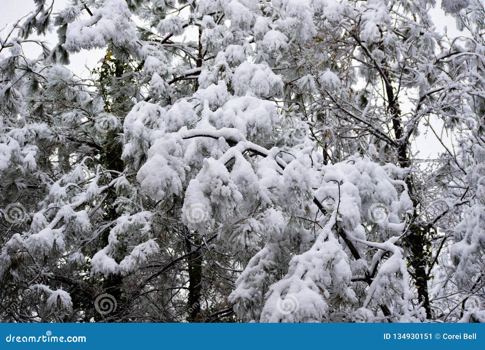 This is an Image of Build Up on Spruce Tree Branches Stock Image ...