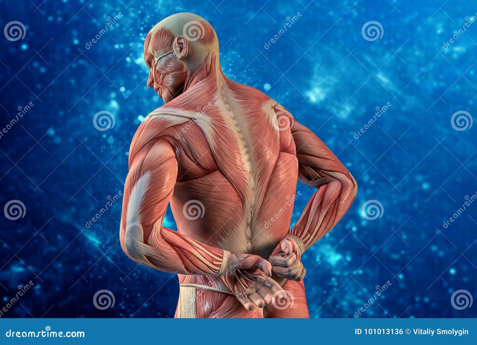 Human Muscular System Torso Muscles Abdominal External Oblique Muscle ...