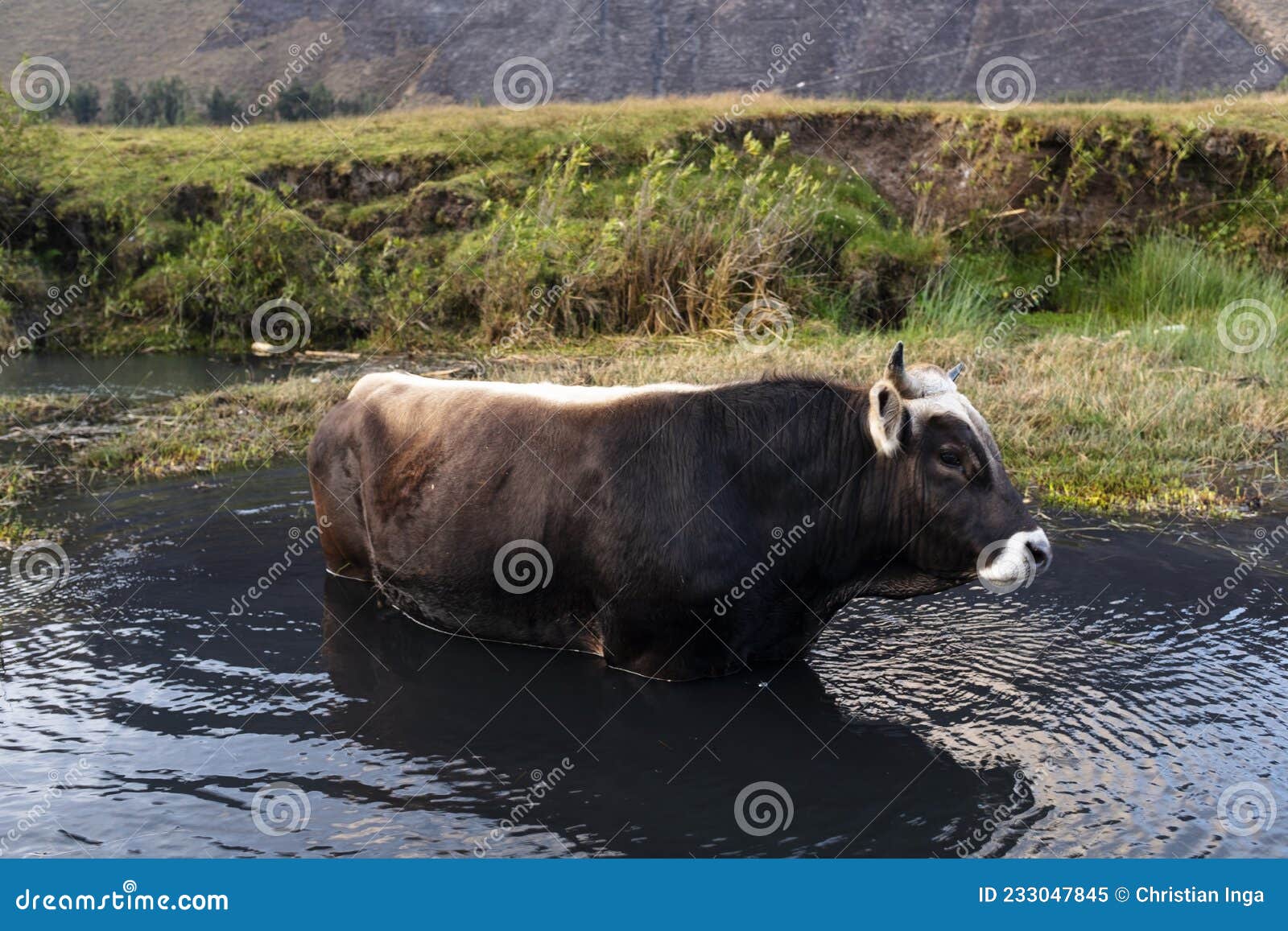 Image of a Bull in a River. Stock Image - Image of andean, andes: 233047845