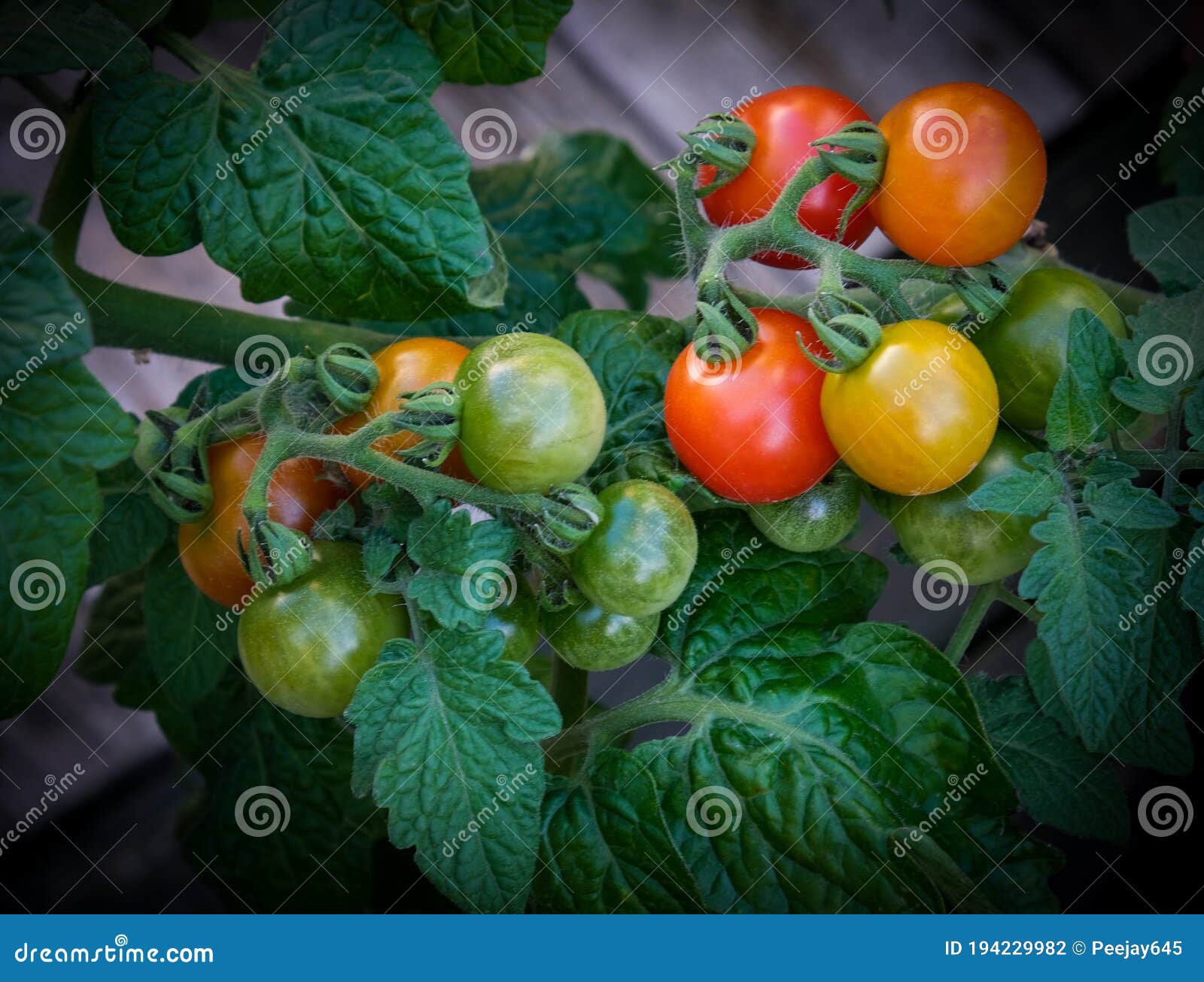 Wonderful Cherry Tomatoes Half Ripe Stock Photo - Image of leaves ...