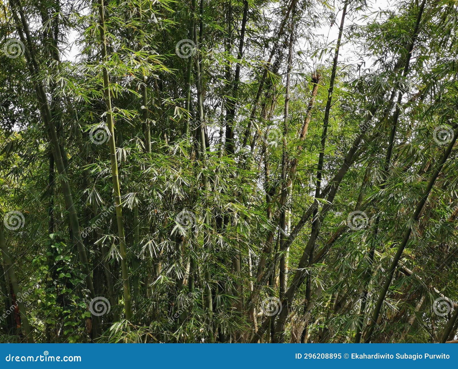 Image of a Bunch of Wild Bamboo Trees in the Wild. Stock Image - Image ...