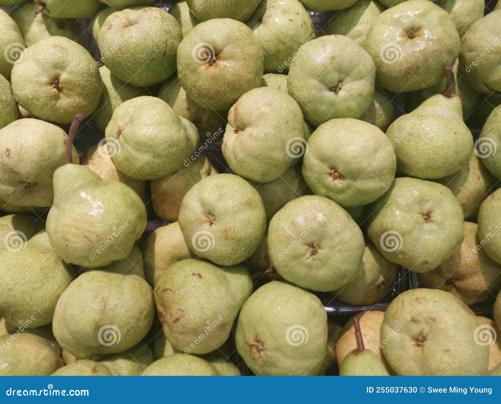 Bundle of Fresh Big Green Pear Stock Photo - Image of pear, fruity ...