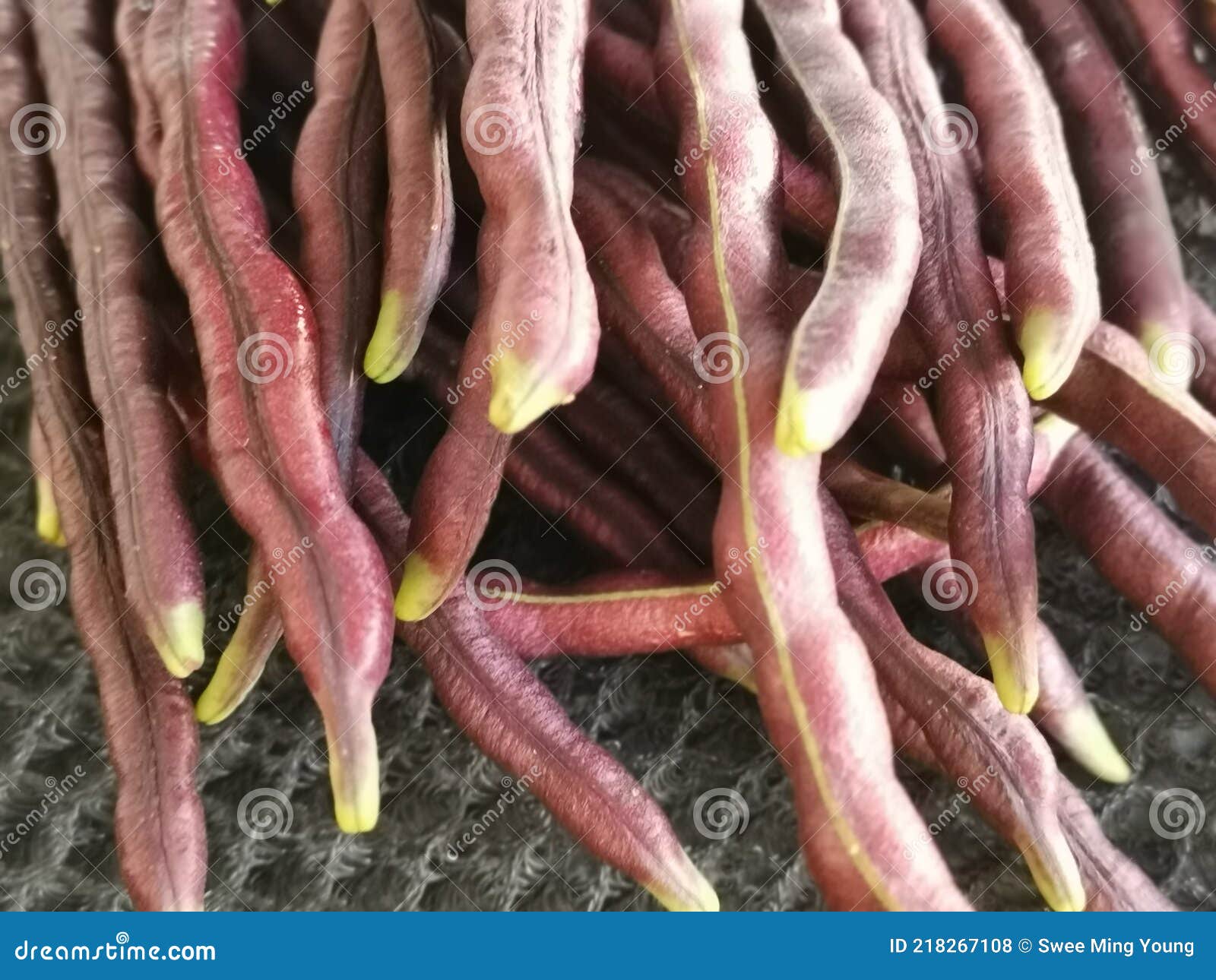 Bundle of the Purple String Bean Vegetable. Stock Photo - Image of ...
