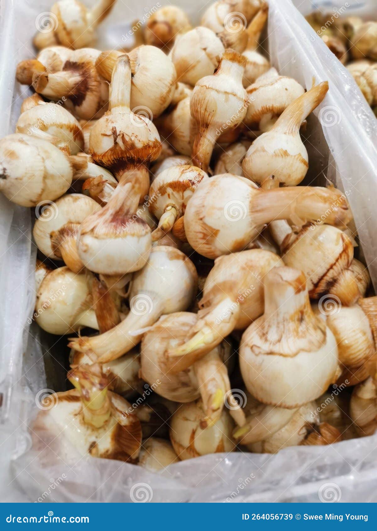 Bundle of the Raw China Arrowhead Stock Image - Image of organic, pile ...