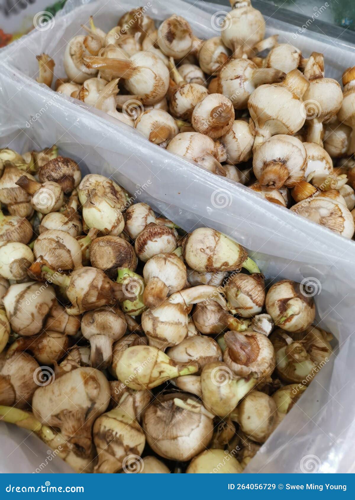 Bundle of the Raw China Arrowhead Stock Image - Image of fresh, bulb ...