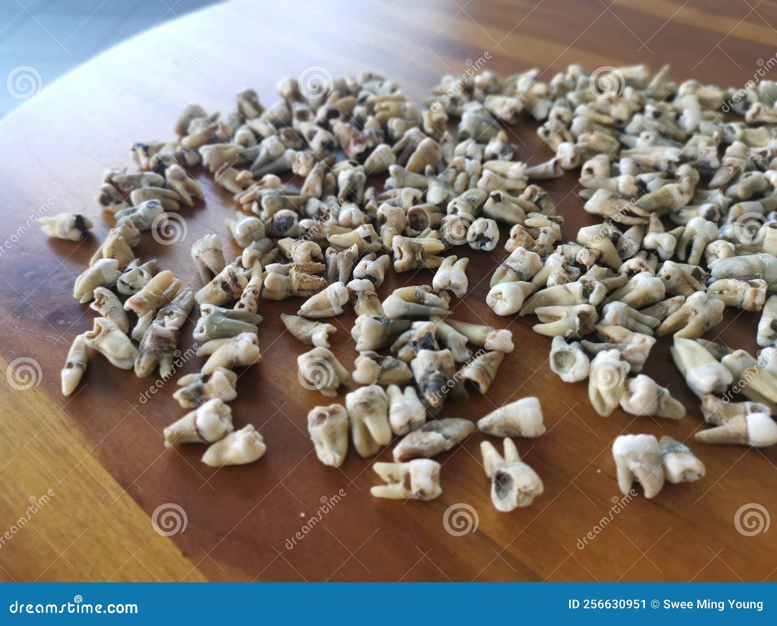 The Bundle of Unwanted Extracted Decay Human Teeth. Stock Image - Image ...